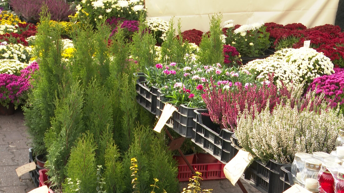 Sajam cveća na Trgu slobode | GradSubotica